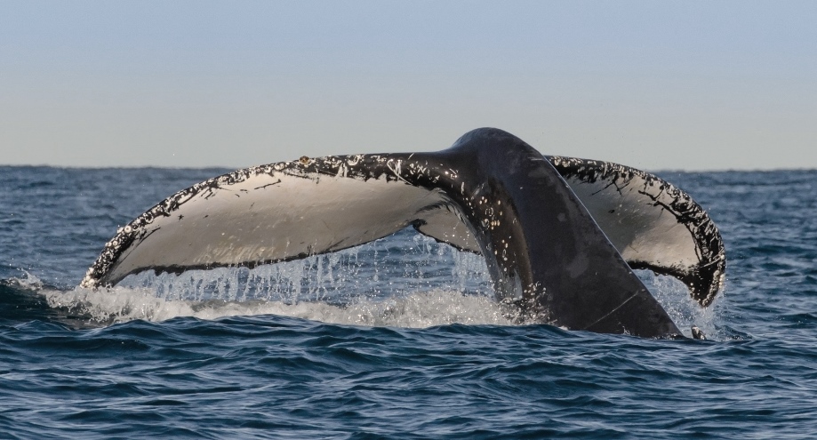 Why are the Whales Endangered? | Sydney Princess Cruises